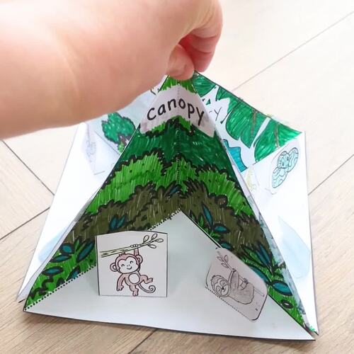 Amazon Rainforest- Layers Animal Adaptations Food Web Science Unit ...