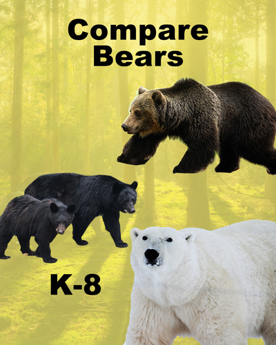 COMPARING BEARS VIDEO by Bears In The Classroom | TPT