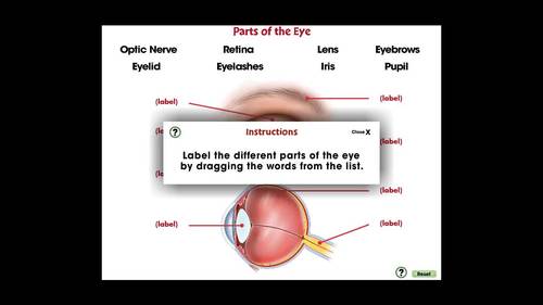 Senses,Nervous & Respiratory Systems: Parts of the Eye - MAC Gr. 3-8