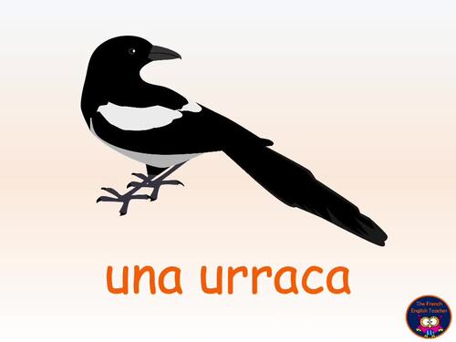 LOS PÁJAROS (vocabulario) - POWERPOINT on birds vocabulary in SPANISH