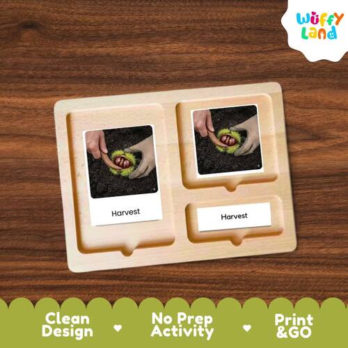 Chestnut Life Cycle Montessori 3 Part Cards | Nut Growth Stages Flashcards