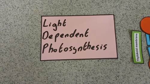 AP Biology: Light Dependent Photosynthesis Model Booklet | TPT