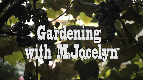 Gardening with M.Jocelyn: Get ready for spring! (4 minutes) by jocelyn ...
