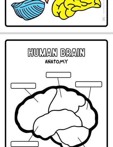 Human Brain Anatomy Puzzle Labeling Activity Body Organs Craft Worksheet