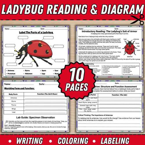 Parts Of a Ladybug Reading and Diagram Activities | Spring & Insect ...