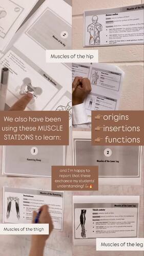 PSK4U Kinesiology Muscular System Station Activity: Origins/Insertions ...