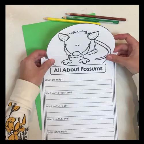 All About Possums | Australian Animal | Label a Possum | Information Report