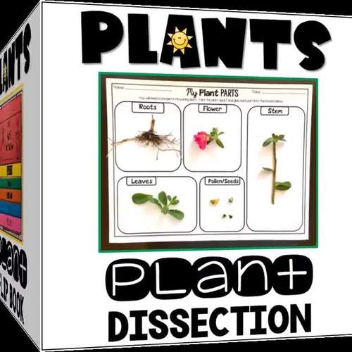 All About Plants - Life Cycle of a Plant - First Grade Science | TPT