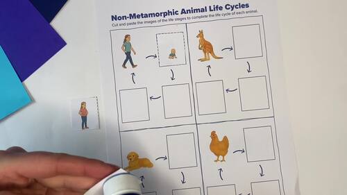 Animal Life Cycles & Metamorphosis – Printable and Digital Worksheets ...