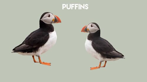 Inspiring Birds Puffin Project | Explore Bioflourescence and Biomimicry ...