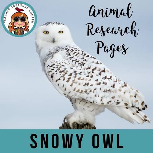 Snowy Owl Animal Research Page Arctic Animal Reports 1st 2nd 3rd