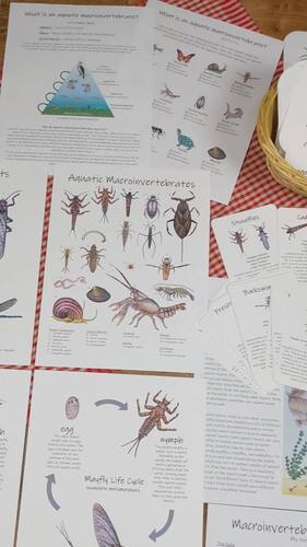 Macroinvertebrates: a hands-on aquatic ecology unit! by Wild Earth Lab