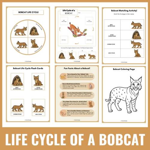 Bobcat Life Cycle Worksheet | Carnivore Animals Science Unit Study ...