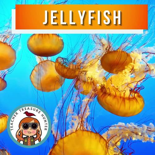 JELLYFISH Ocean Research and Reading Pages Writing Animal Reports