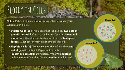 Cell Division Lecture, Guided Notes, and Review by The Summit Science Store