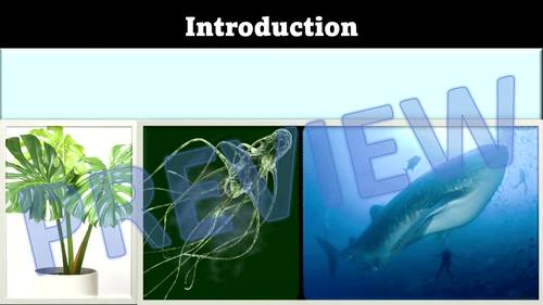 AP Environmental Science Community Ecology (Food Chains & Webs) Lesson ...