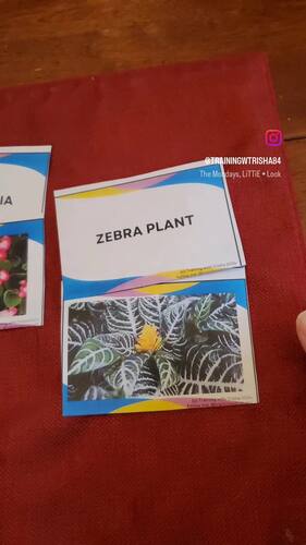 Nursery Landscape CDE - Senior Plant ID MATCHING GAME by Training with ...