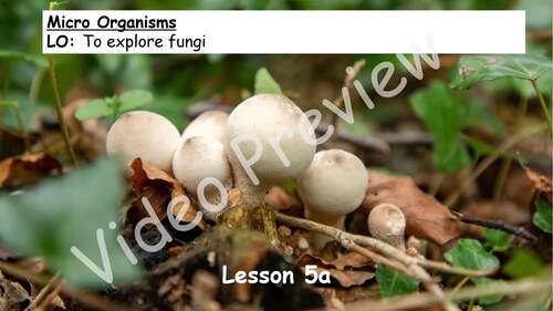 Micro organisms - 5. Fungi (PowerPoint, Worksheets and Videos) by ...