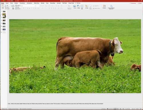 WORDLESS LITTLE FLICKS FOR LANGUAGE- farm animals - Microsoft Power Point