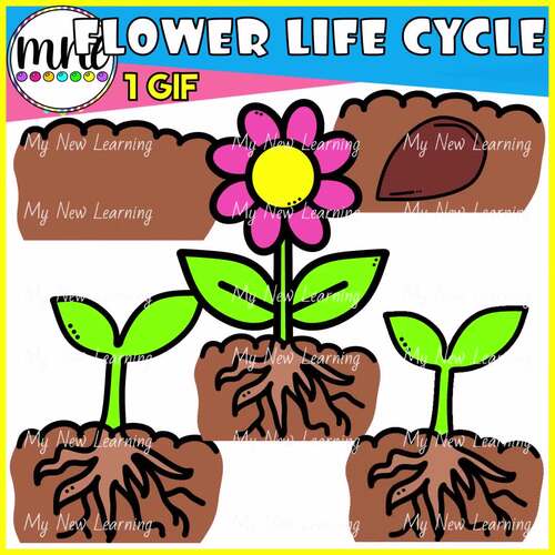Flower Life Cycle GIF Science Animated Clip Art by My New Learning