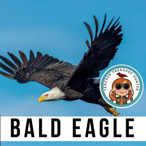 Bald EAGLE informational page for research and writing a bird report