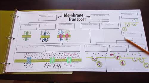 Cell Transport - Big Foldable for Interactive Notebook or Binder