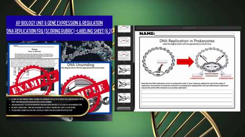 AP Biology UNIT 6 Gene Expression 6.2 DNA Replication FRQ (Rubric ...