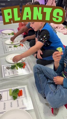 All About Plants | Plant Life Cycle | Plants Unit-Kindergarten-1st Grade