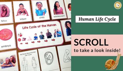 Human Life Cycle Montessori Nomenclature 3 Part Cards Facts | TPT
