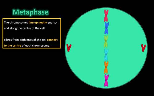 Mitosis - Genetics Powerpoint and Animation by Science Animations