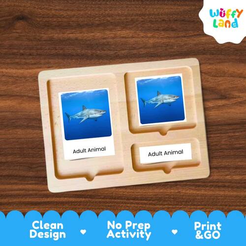 Shark Life Cycle Montessori 3-Part Cards - Science Zoology Marine ...