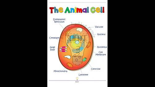 Cells Anatomy: Animal Cells and Plant Cells Interactive Posters with QR ...