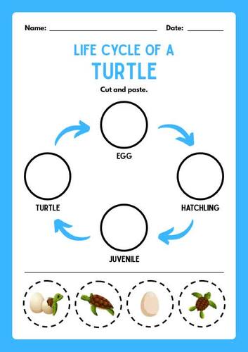 Life Cycle of Animals Cut And Paste Worksheets by Ebook Activities