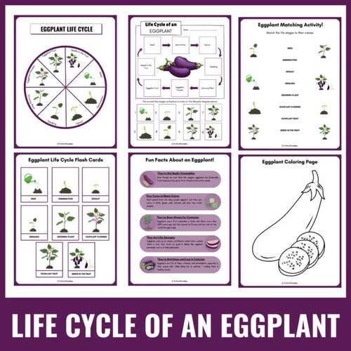 Eggplant Life Cycle | Vegetables Science unit study with fun facts!