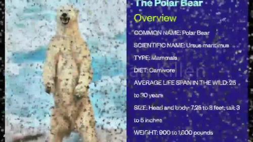 Young Geniuses: The Polar Bear - Online Learning | TpT