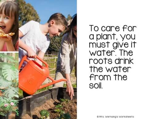 How to Care for a Plant - Projectable Read-Aloud Lesson - KINDER SCIENCE