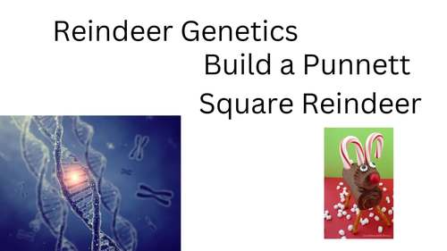 Genetics Christmas Reindeer Lesson Middle School Science The Punnett Square