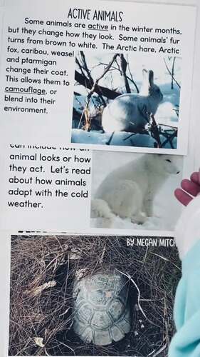 Animals in Winter Nonfiction Comprehension Writing Craft Hibernation ...