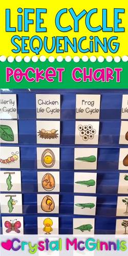 DOLLAR DEAL | Life Cycle Pocket Chart Cards | Frog Chicken Butterfly Plant
