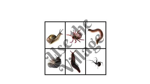SPANISH Insect Sorting Mat Preschool Kindergarten 1st Grade Bug Science ...