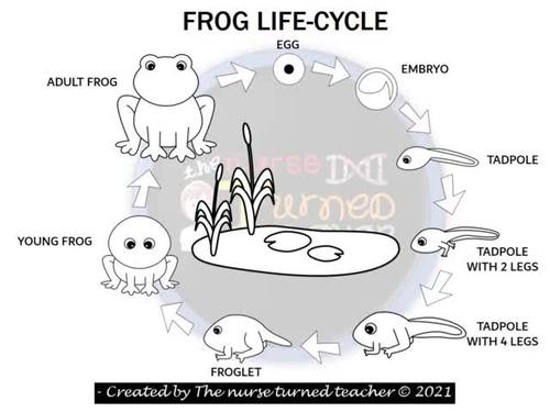 Frog life cycle posters with labels (colored and black and white version)