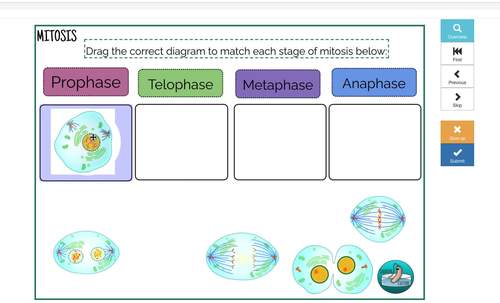 Mitosis Cell Cycle Review Task Cards - Boom Cards by Science Is Booming