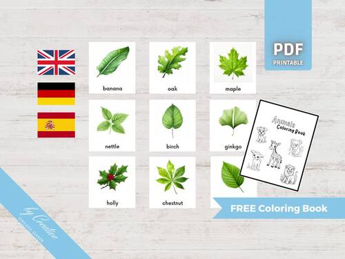 PLANT LEAVES • 24 Montessori Cards • Flash Cards German English ...