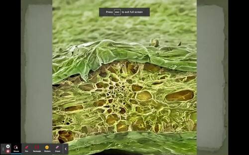 Guess the Microscopic Image!! - PowerPoint/Slides Activity SEM TEM ...