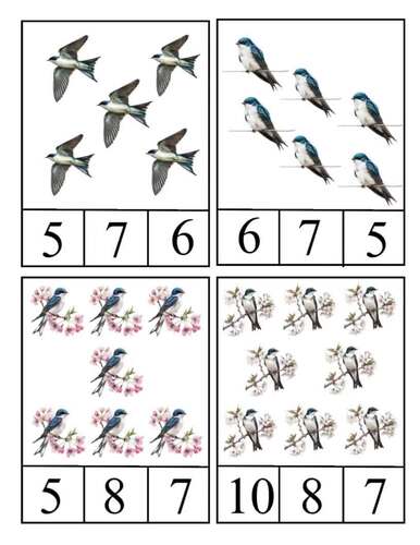 SWALLOW Unit Study ant Activity Pack 3-6 years old. Instant Download