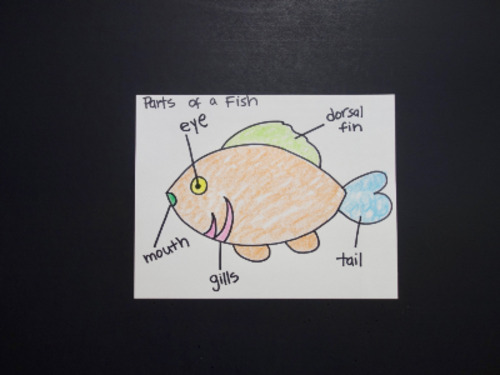 how to draw a fish and label the parts