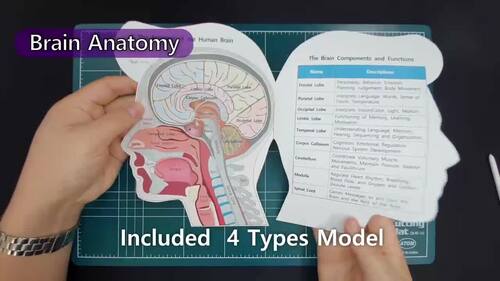 DIY Paper Human Brain Anatomy Model,Biology Science Activity, Printable ...