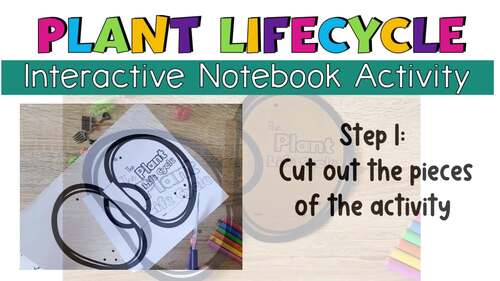 Seed Plant Life Cycle Foldable Interactive Notebook Activity | Pre-K ...