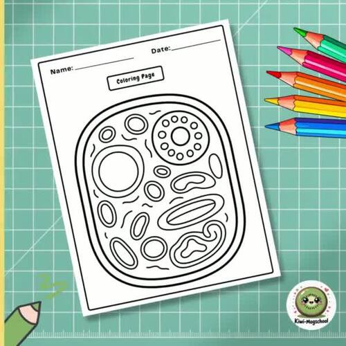 [4-8] Plant Cell Anatomy Labeling & Coloring Worksheets | Cell ...