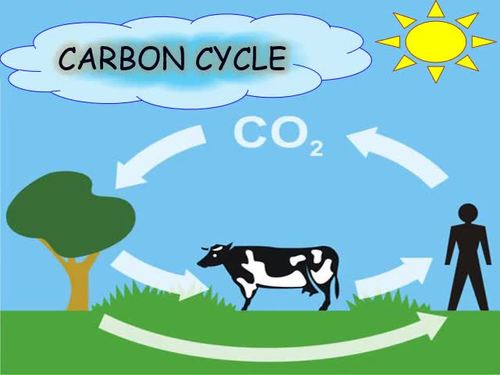 Carbon Cycle [Powerpoint & Video Lesson] by Teacher In the Six | TPT